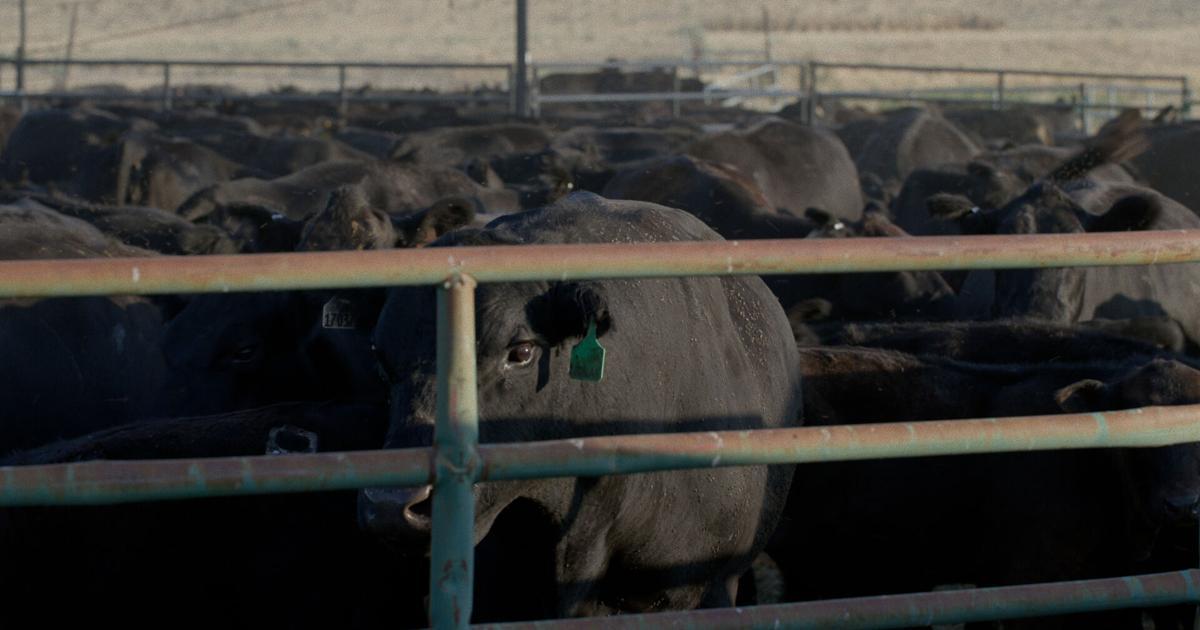 Documentary explores rural cattle mutilation mystery