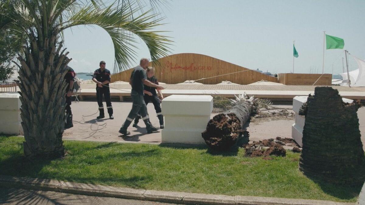 Palm tree falls near Cannes Film Festival venue; Japanese film industry ...